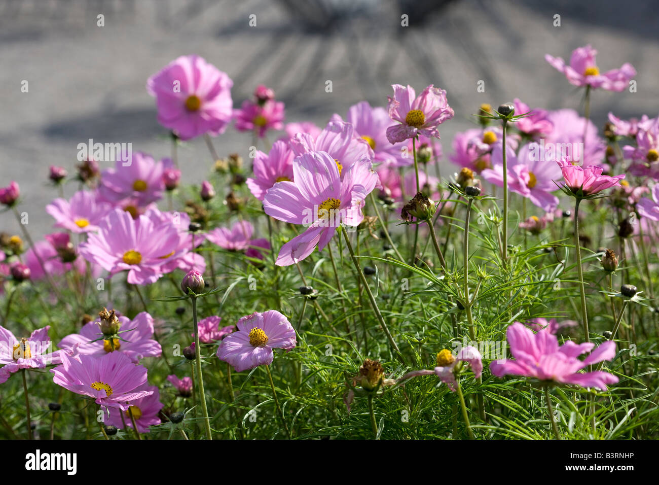 Cosmos bipinnatus sonata pink hi-res stock photography and images - Alamy