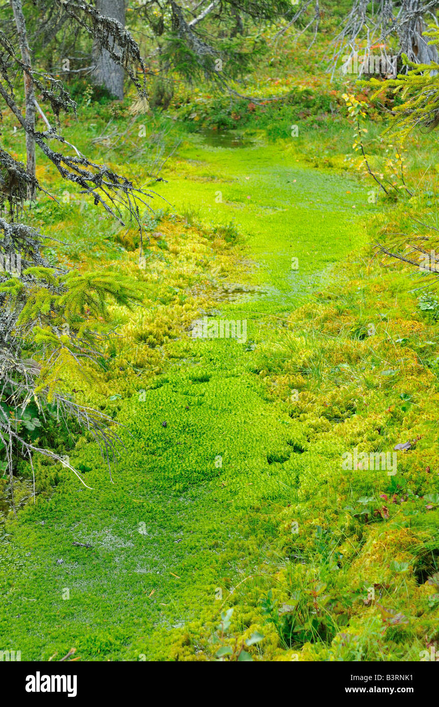 Moss covered brook, Sweden Stock Photo - Alamy
