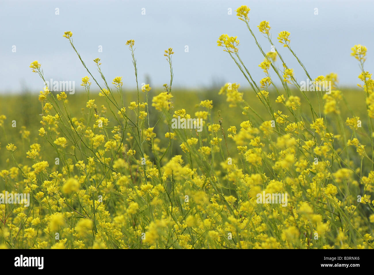 A field of yellow wild flowers at the local park Stock Photo - Alamy