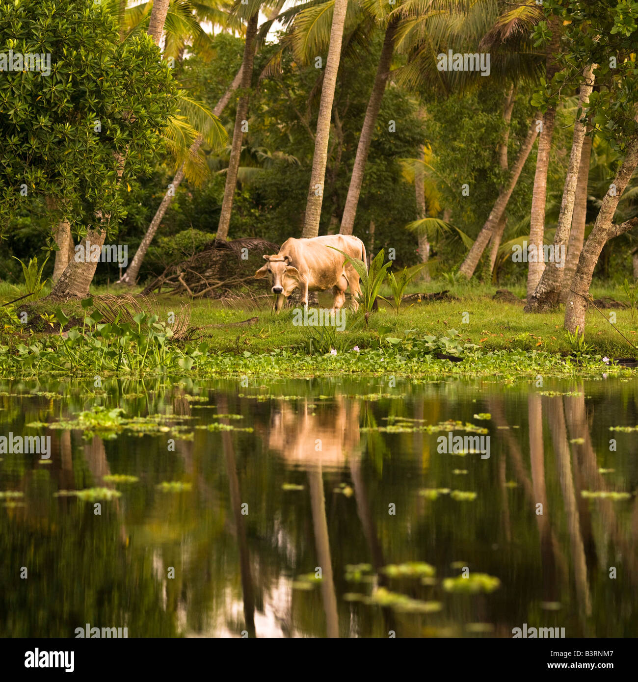 Animal reflection, Kerala, India Stock Photo - Alamy