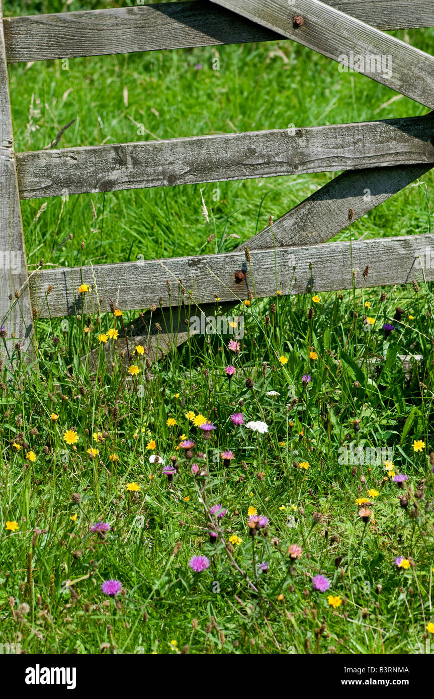 Field august hi-res stock photography and images - Alamy