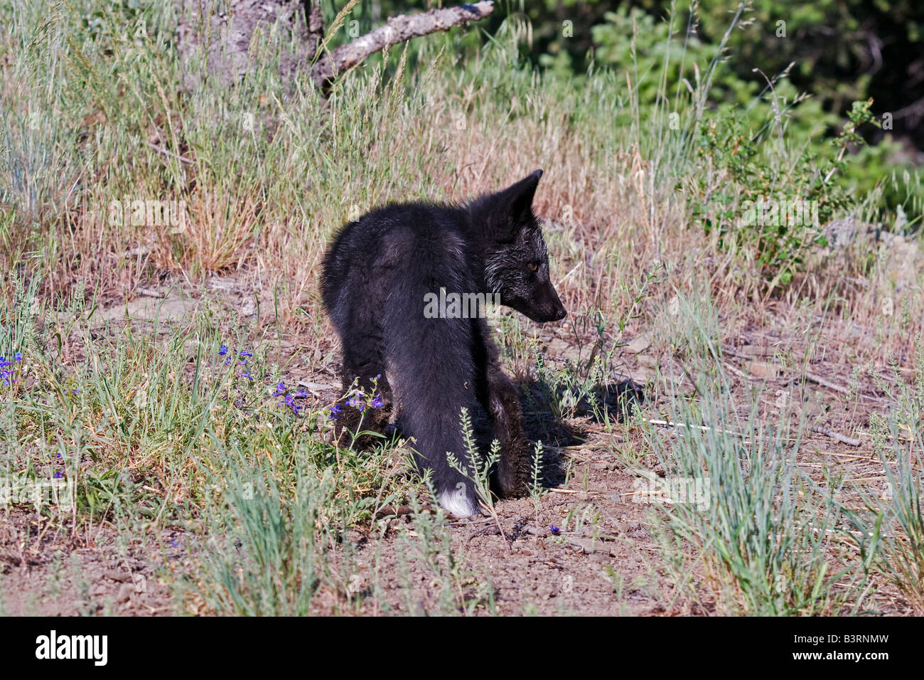 Cross fox hi-res stock photography and images - Alamy