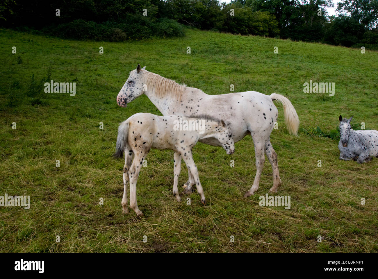 Old grey mare hi-res stock photography and images - Alamy