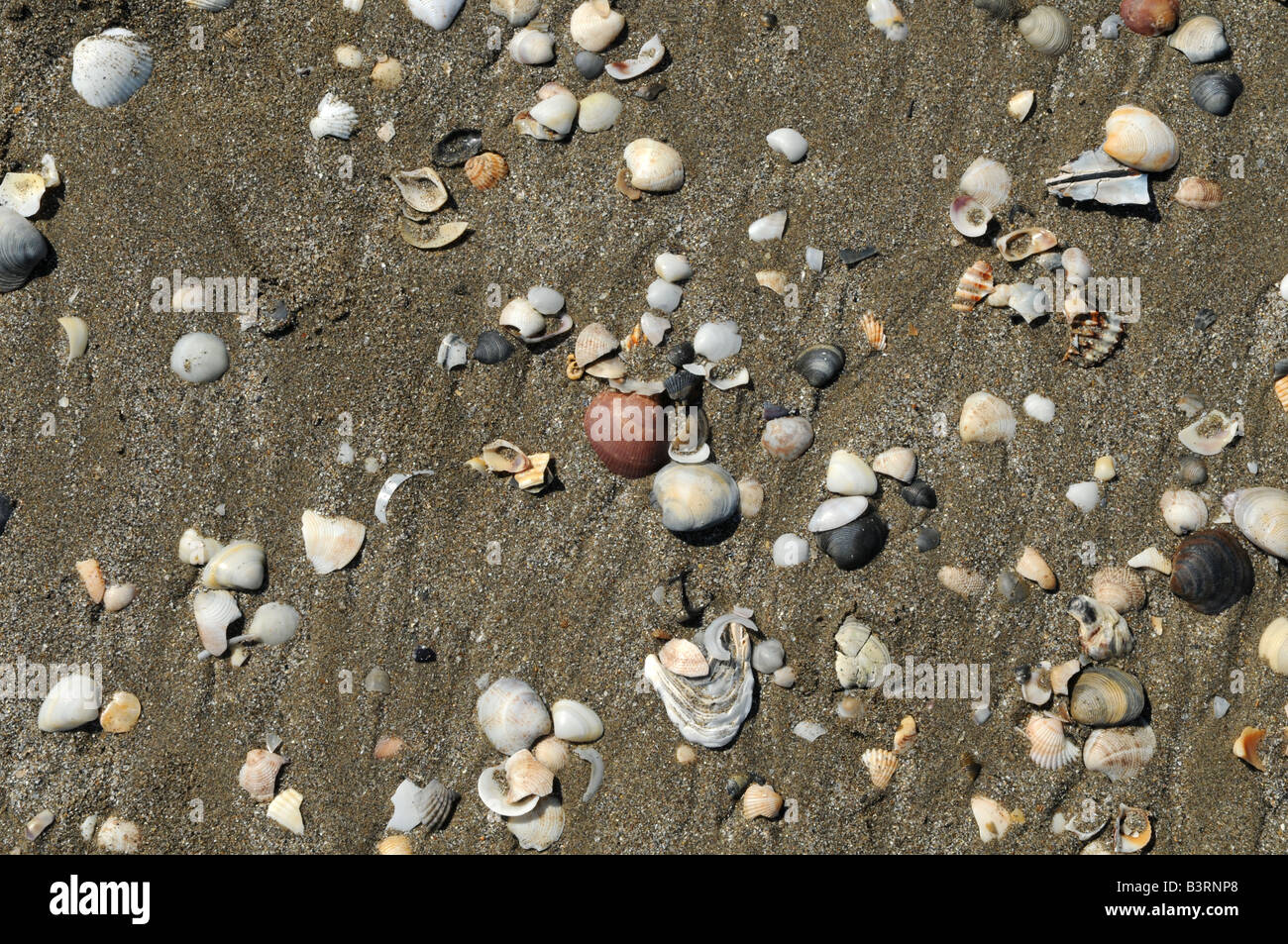 Shells Venice Italy Stock Photo - Alamy