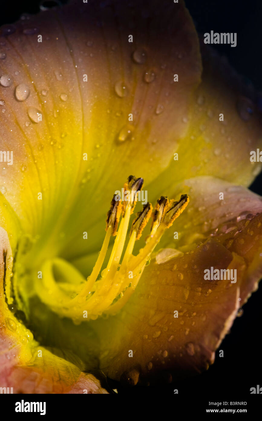 Close up of a flower Stock Photo - Alamy