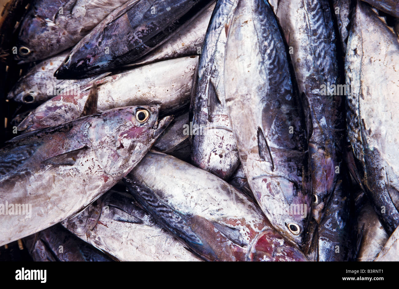 Fish, Bali, Indonesia Stock Photo - Alamy
