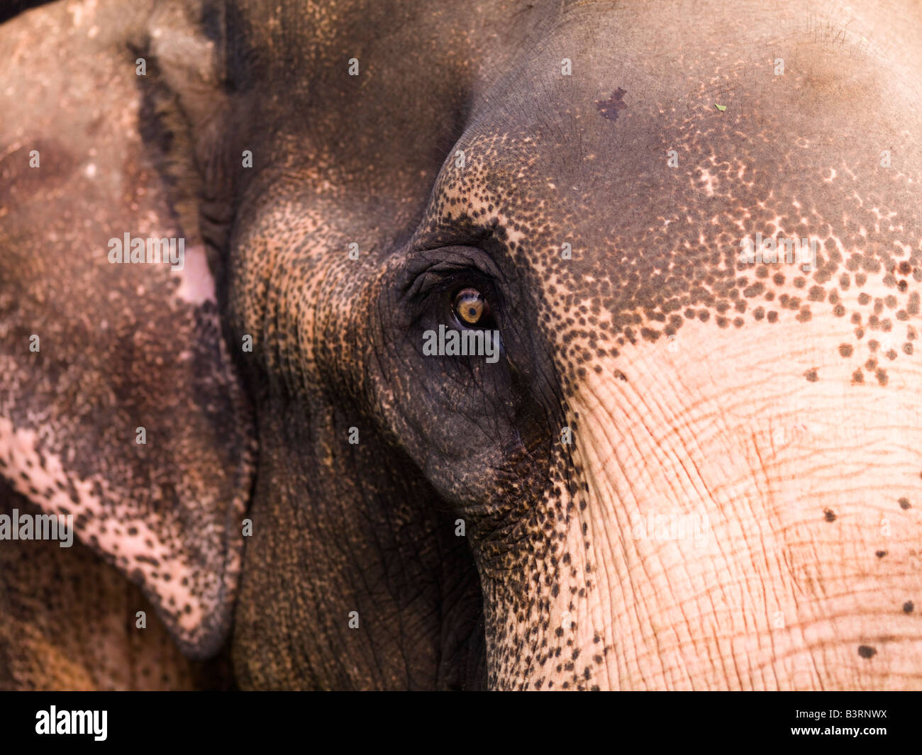 Elephant disease hi-res stock photography and images - Alamy
