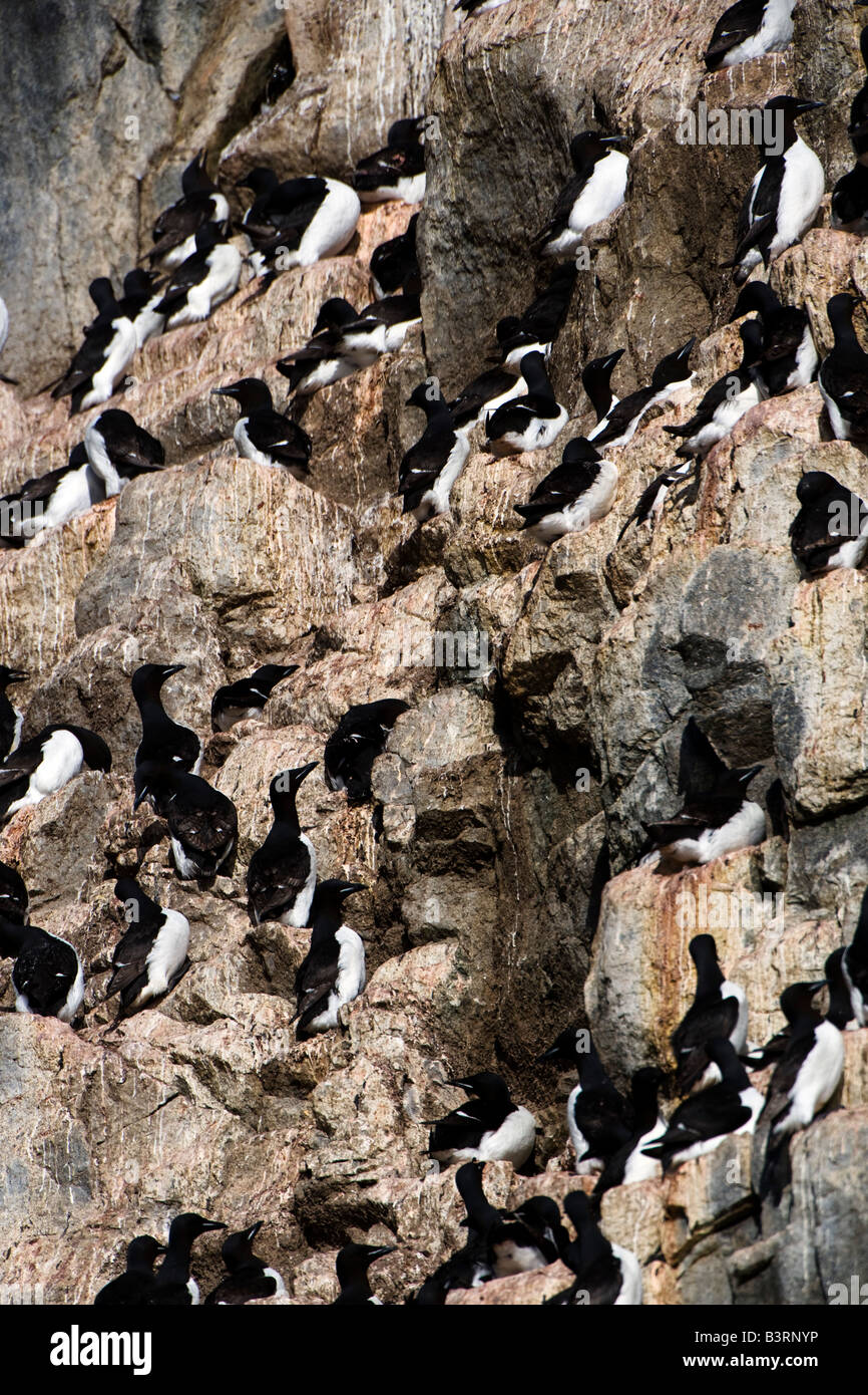 Uria hi-res stock photography and images - Alamy