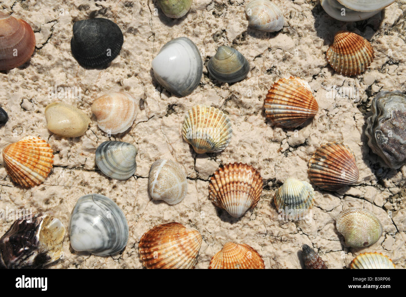 Shells Venice Italy Stock Photo - Alamy