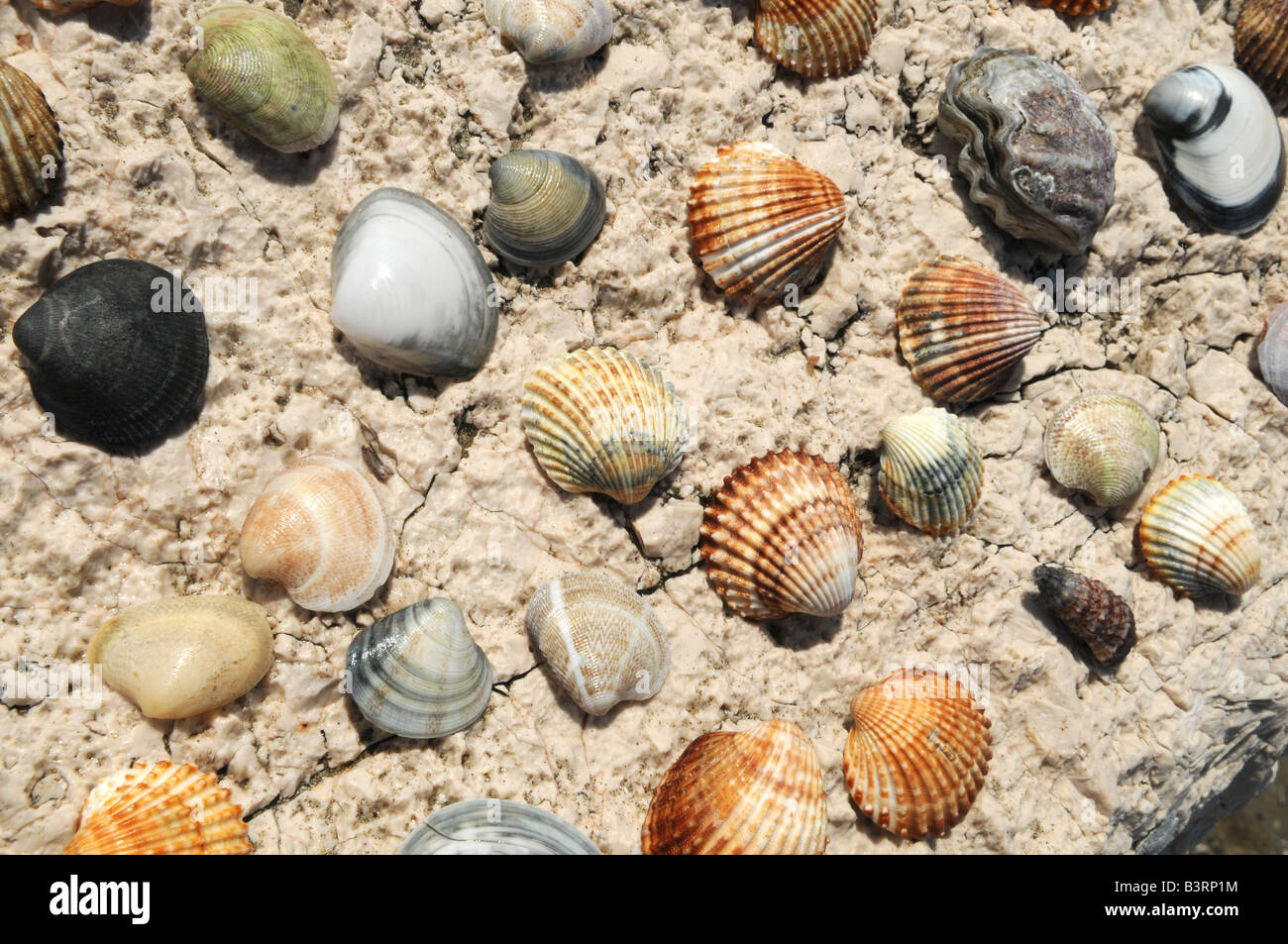 Shells Venice Italy Stock Photo - Alamy