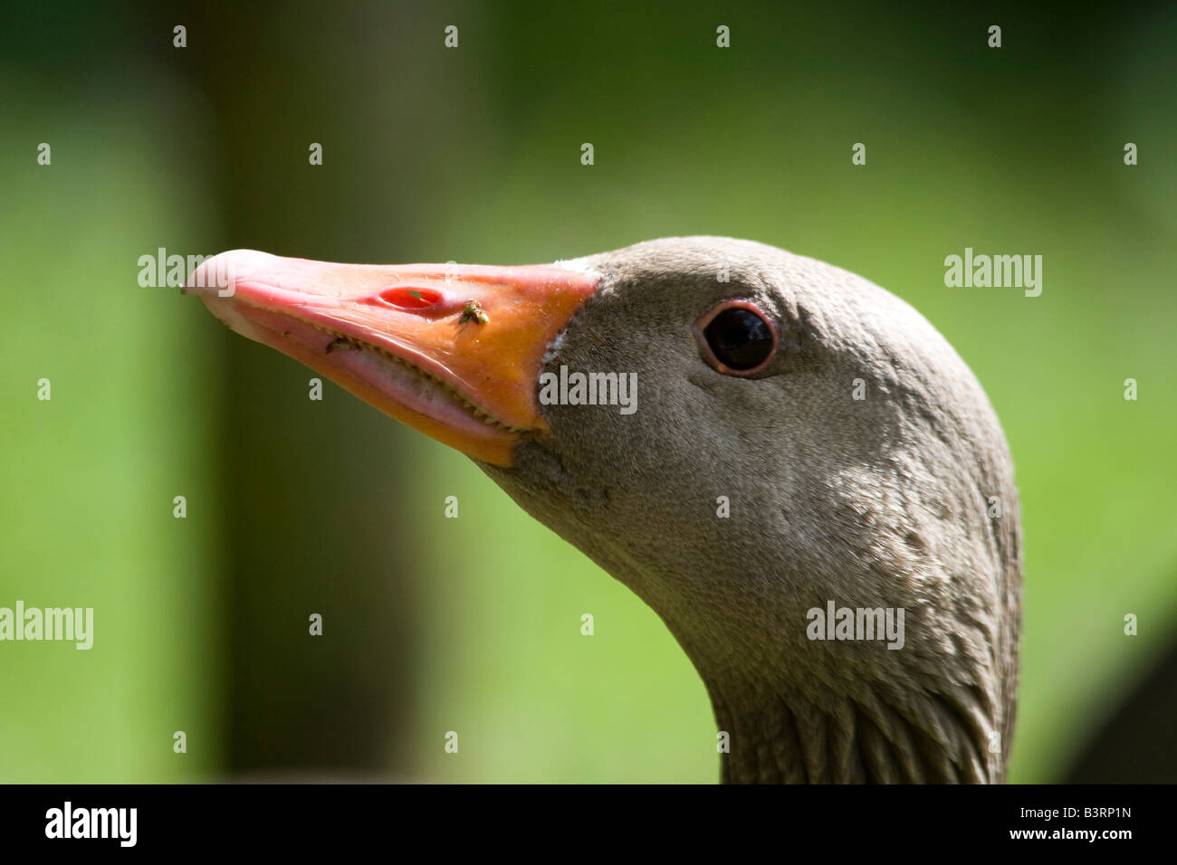 Head of a duck Stock Photo - Alamy