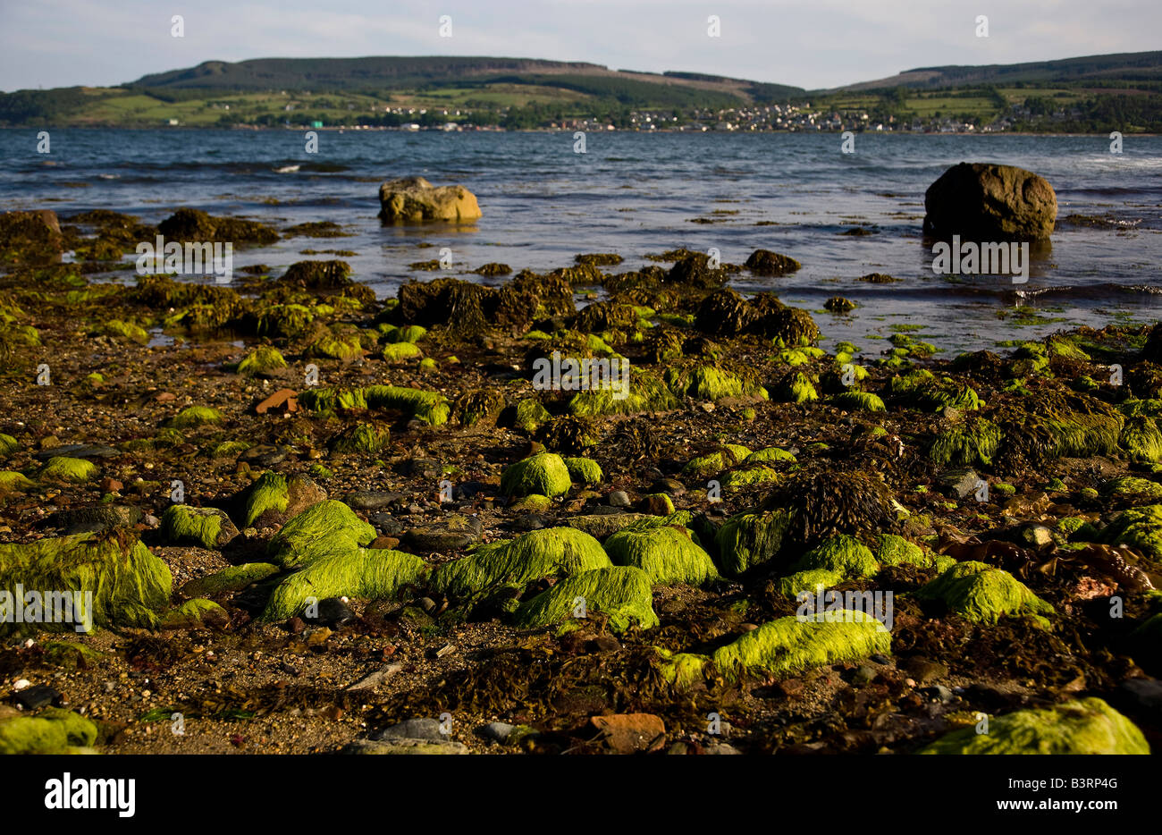 Rocks covered in seaweed on Brodick beach on the Isle of Arran in south ...