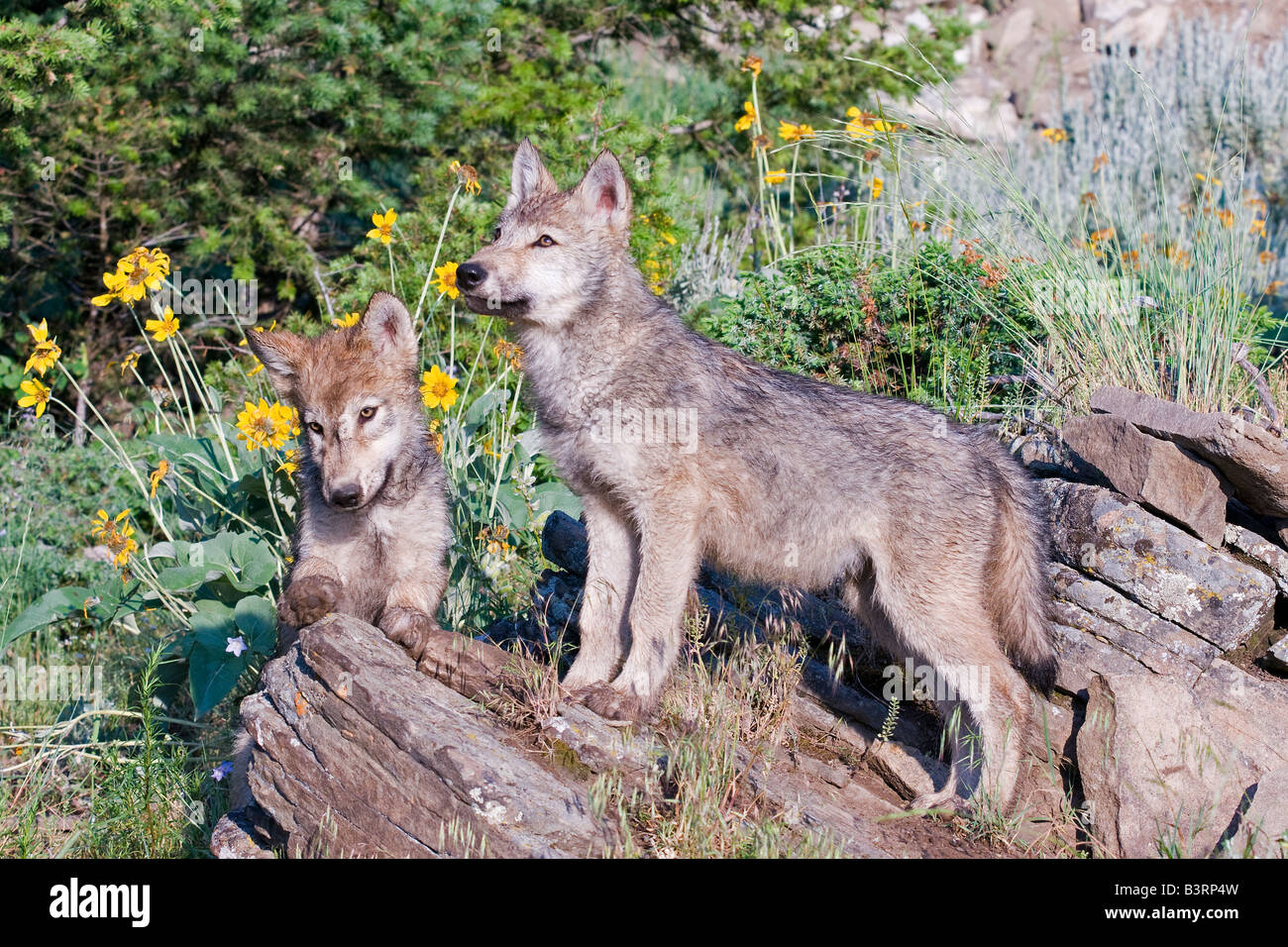Grey Wolf pups on a rocky ledge Stock Photo - Alamy
