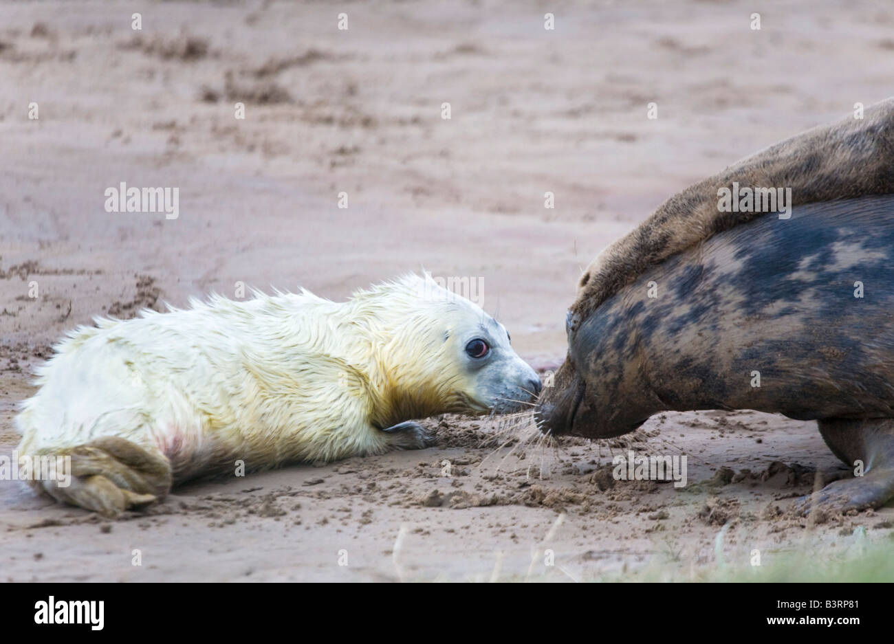 Two Seals Touch Noses High Resolution Stock Photography and Images - Alamy