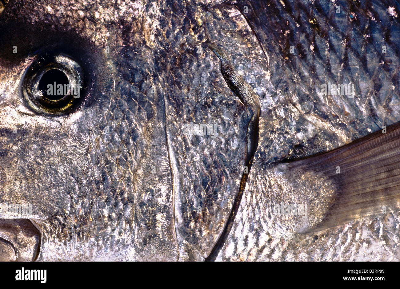 Iridescent Head Scales High Resolution Stock Photography and Images - Alamy