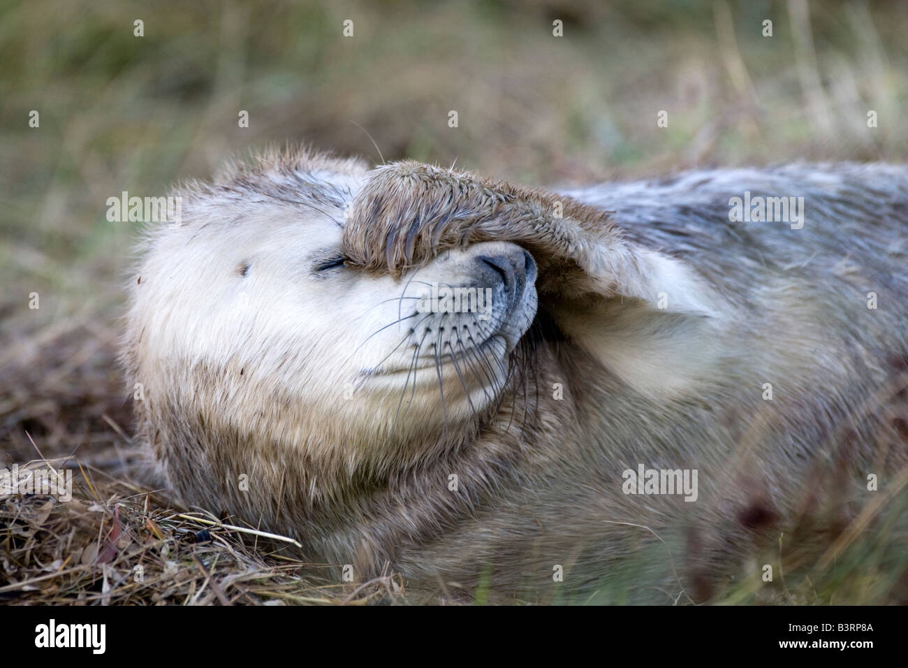 Seal covering face Stock Photo - Alamy