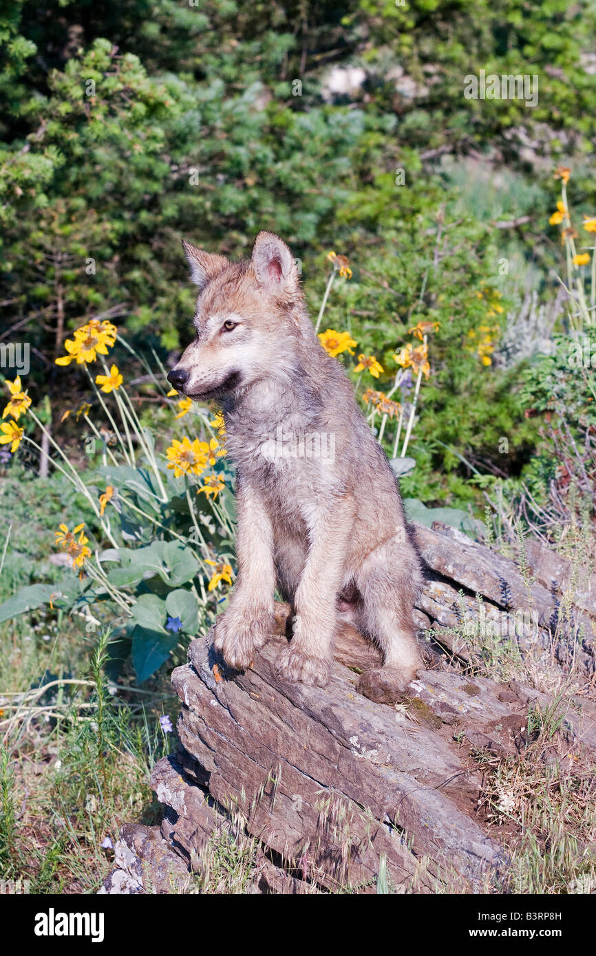 Timber Wolf Pictures High Resolution Stock Photography and Images - Alamy