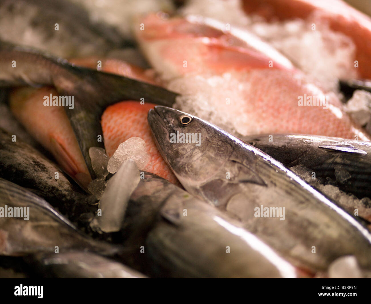 Fish on ice, Cochin, Kerala, India Stock Photo - Alamy
