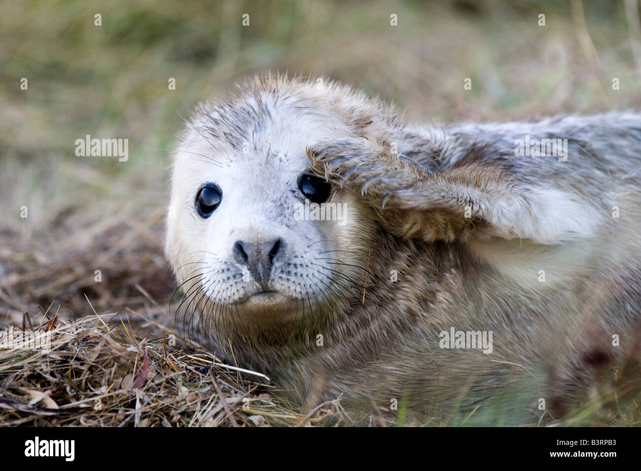 Seal with paw on face Stock Photo - Alamy