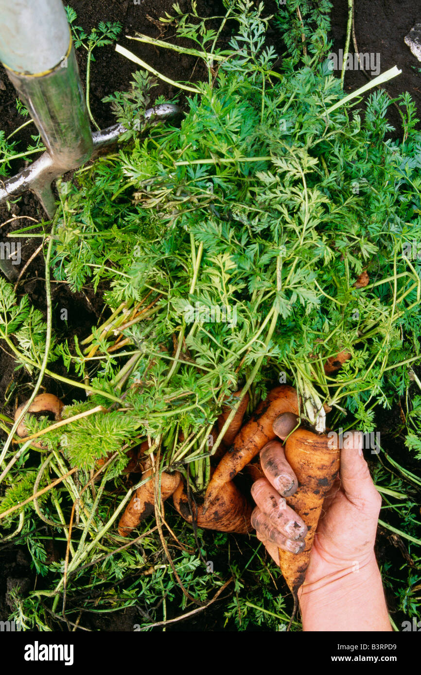 Carrot pulled out hi-res stock photography and images - Alamy