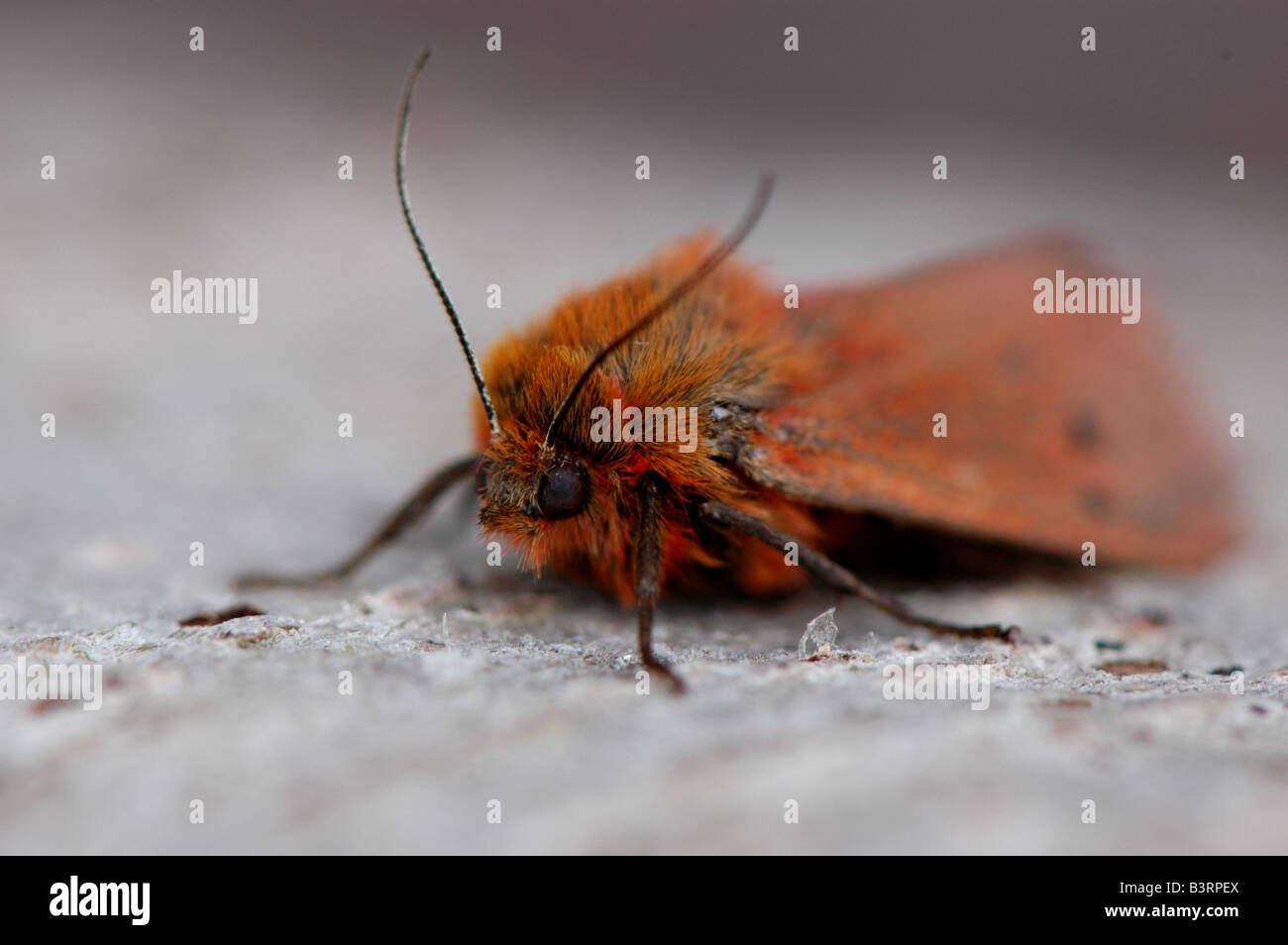A close up of a Ruby Tiger moth Stock Photo - Alamy