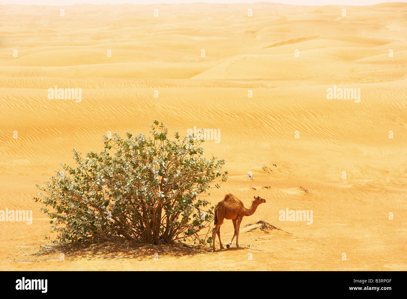 Camel in the desert by a bush Stock Photo - Alamy