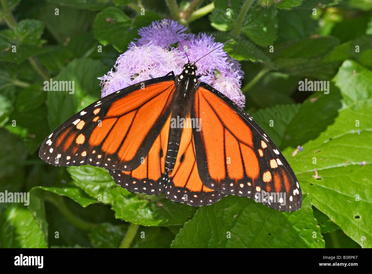 Monarch scales hi-res stock photography and images - Alamy