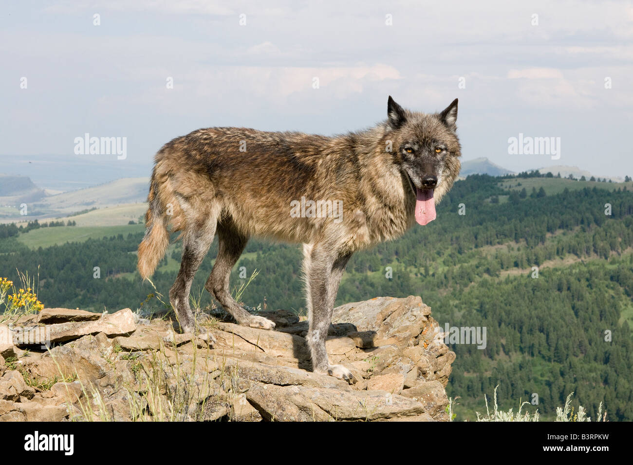 Grey Wolf on a rocky ledge in the Montana mountains Stock Photo - Alamy