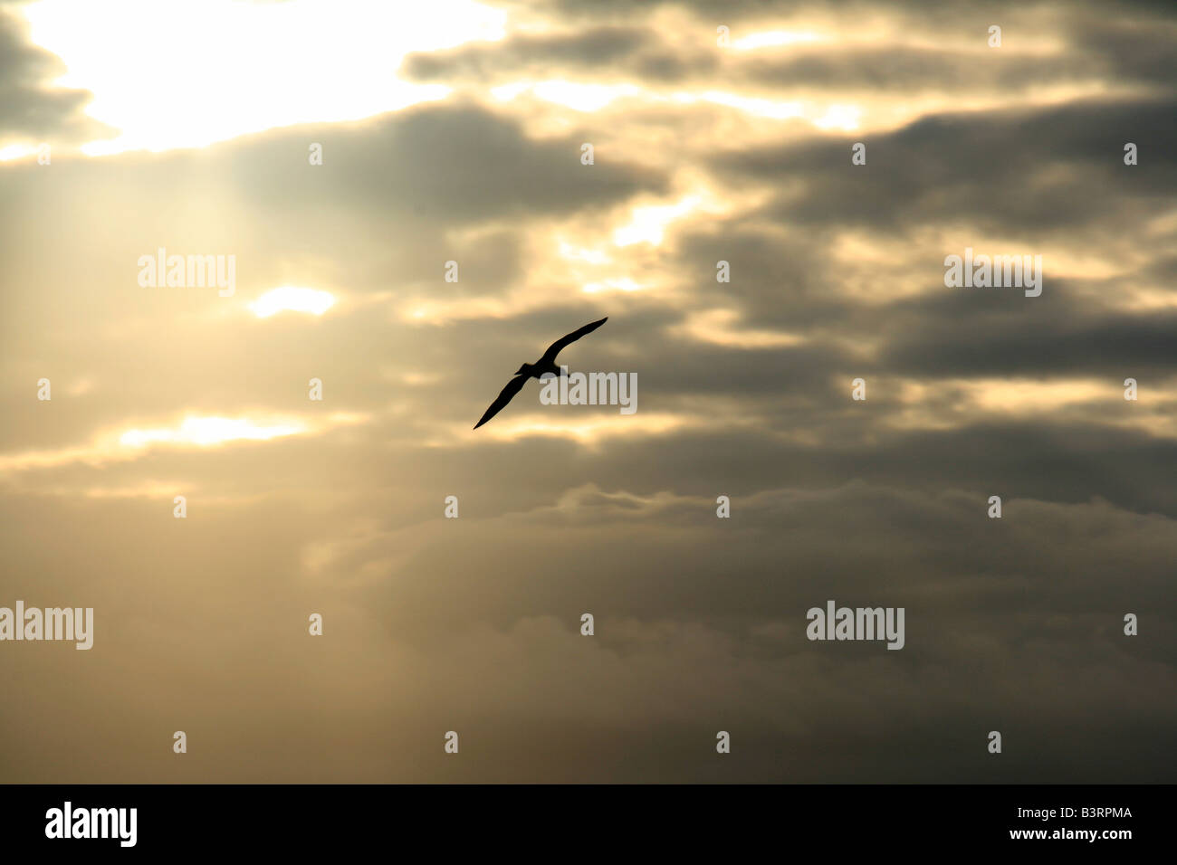 Bird flying into the sunset Stock Photo - Alamy