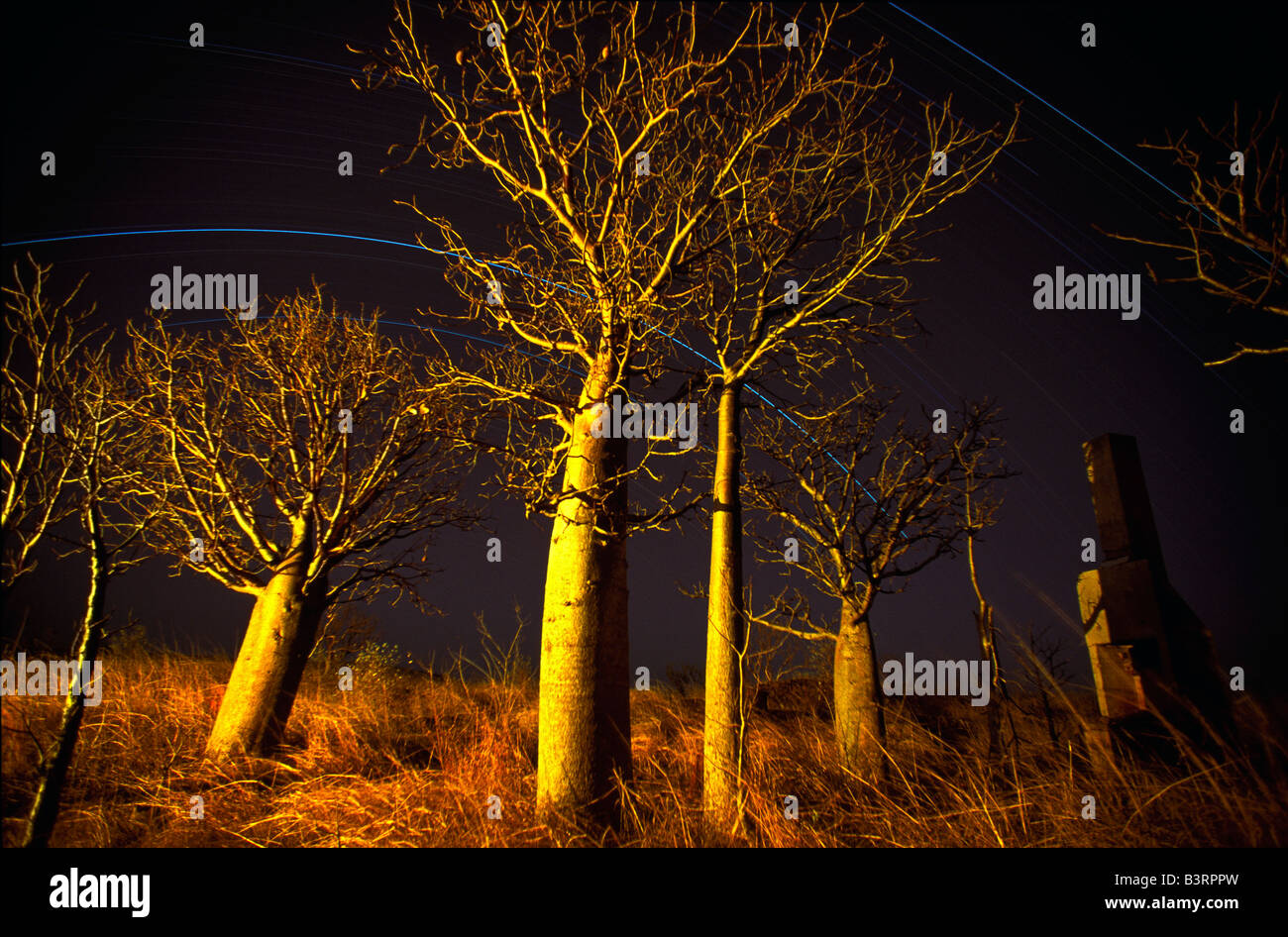 Star trails over boab grove, outback Australia Stock Photo - Alamy