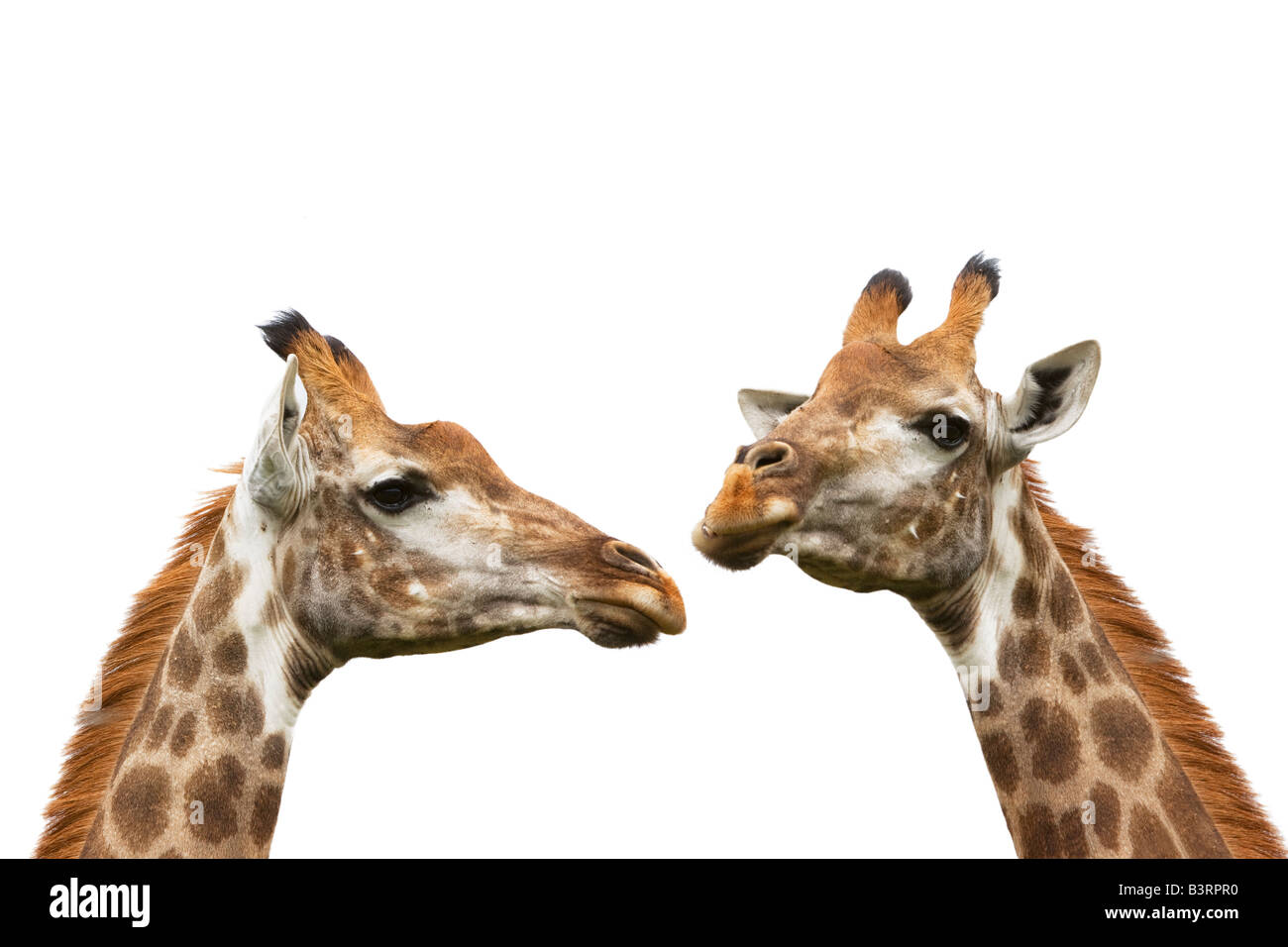Copy space giraffes hi-res stock photography and images - Alamy