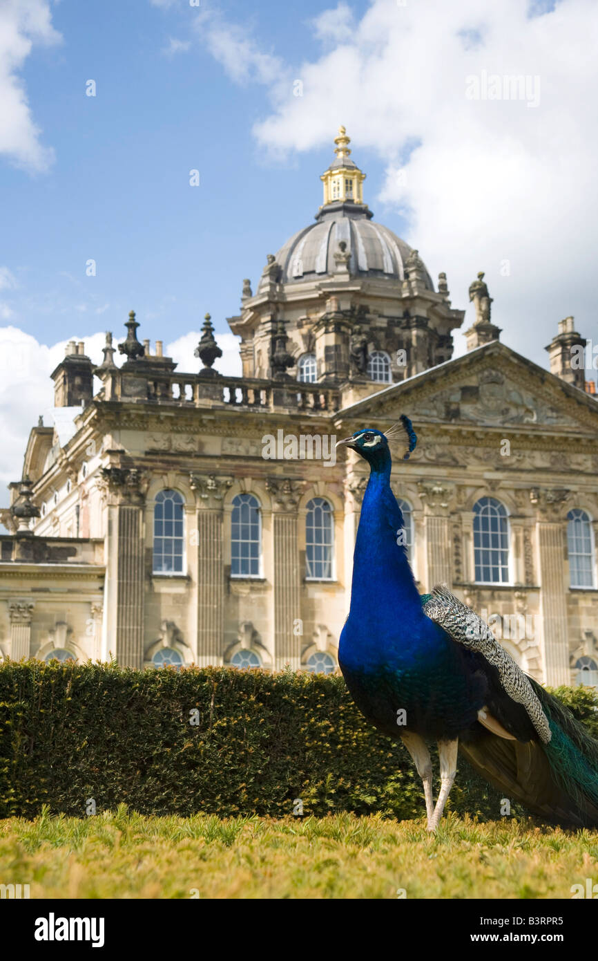 Peacock in front of a building Stock Photo - Alamy