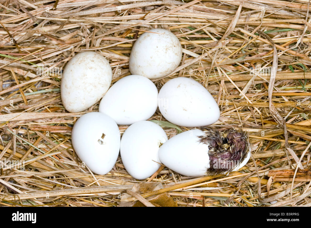 Northern bobwhite quail nest colinus hi-res stock photography and ...