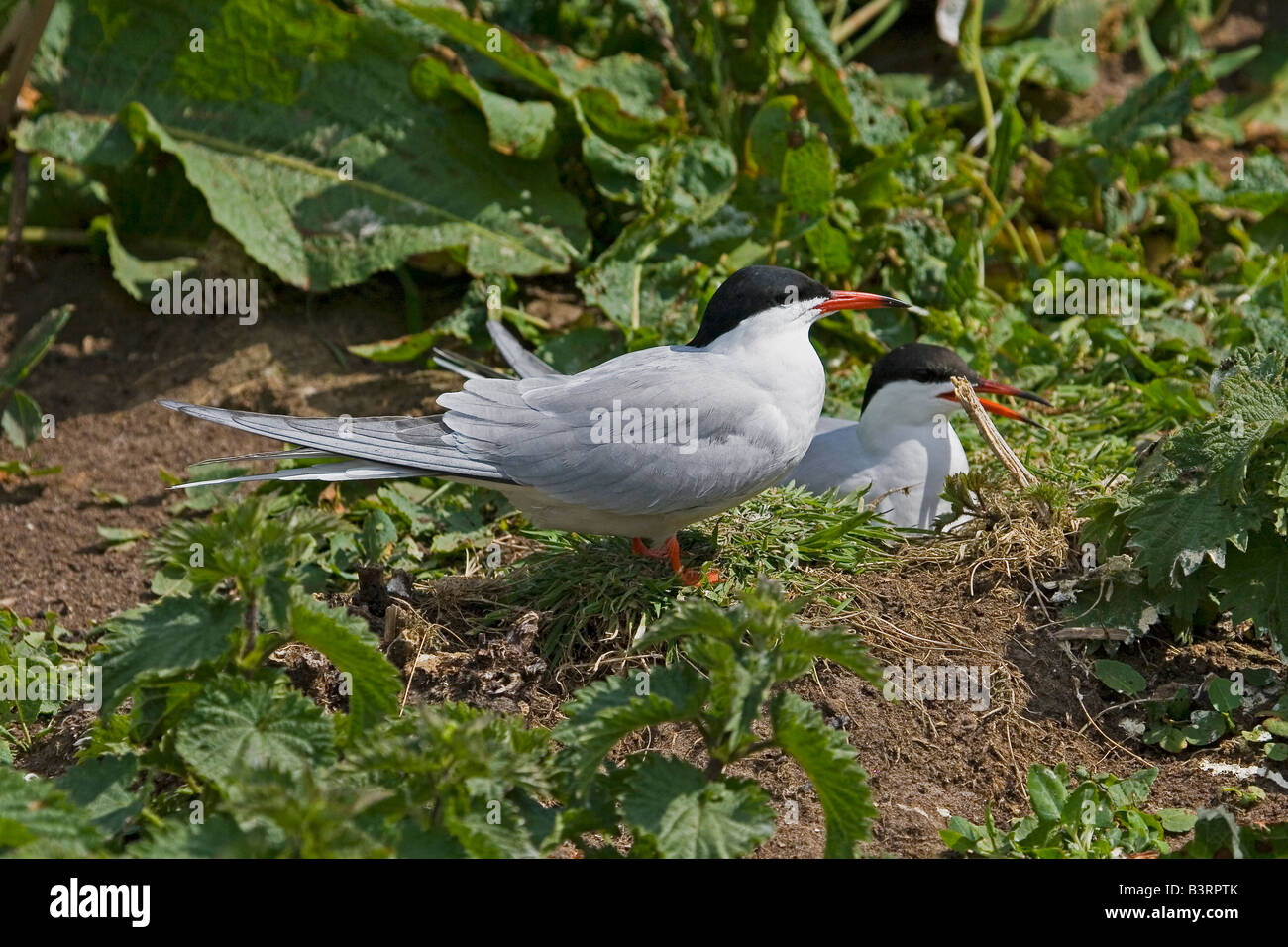 COMMON TERNS STERNA HIRUNDO Stock Photo - Alamy