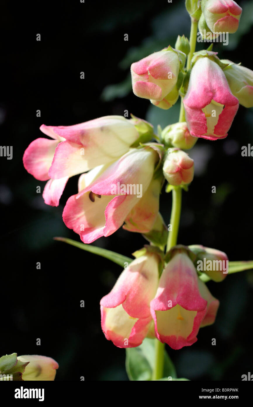 PENSTEMON OSPREY AGM Stock Photo - Alamy