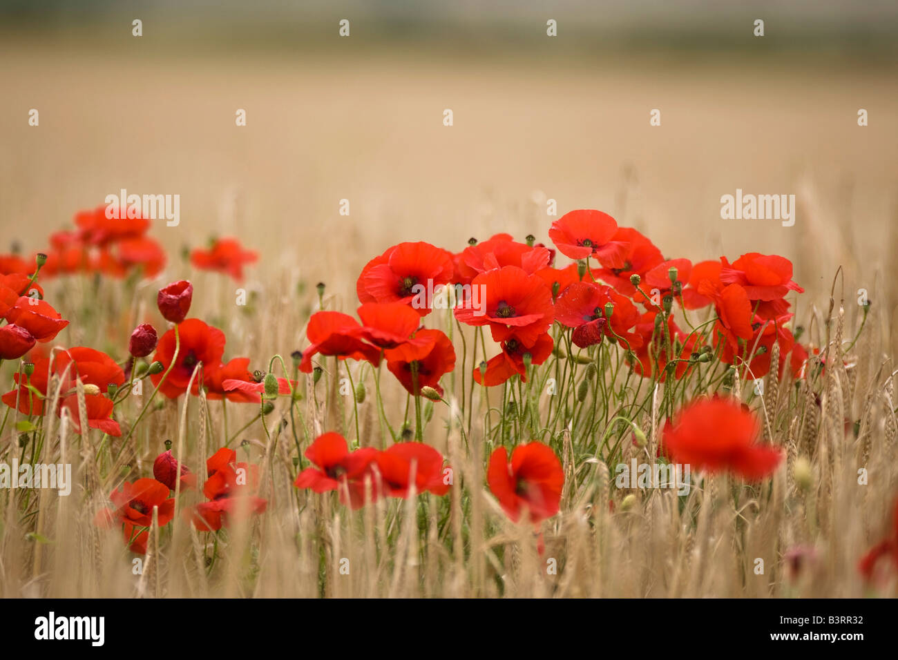 Poppies growing wild Stock Photo - Alamy