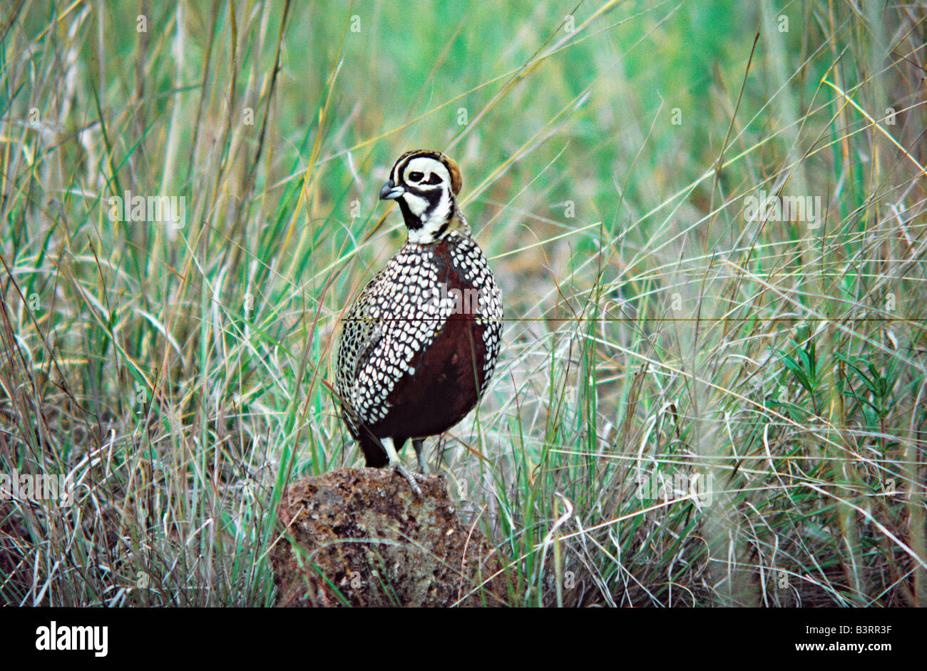 Montezuma quail hi-res stock photography and images - Alamy
