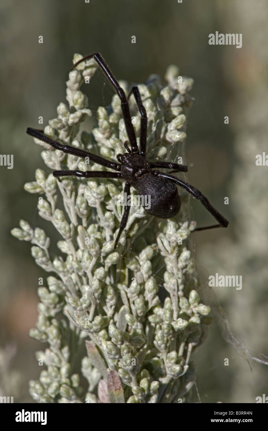 Black Widow Spider (Latrodectus hesperus) Female - Arizona - USA Stock ...