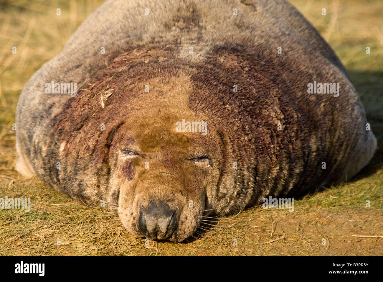 Seal laying down hi-res stock photography and images - Alamy
