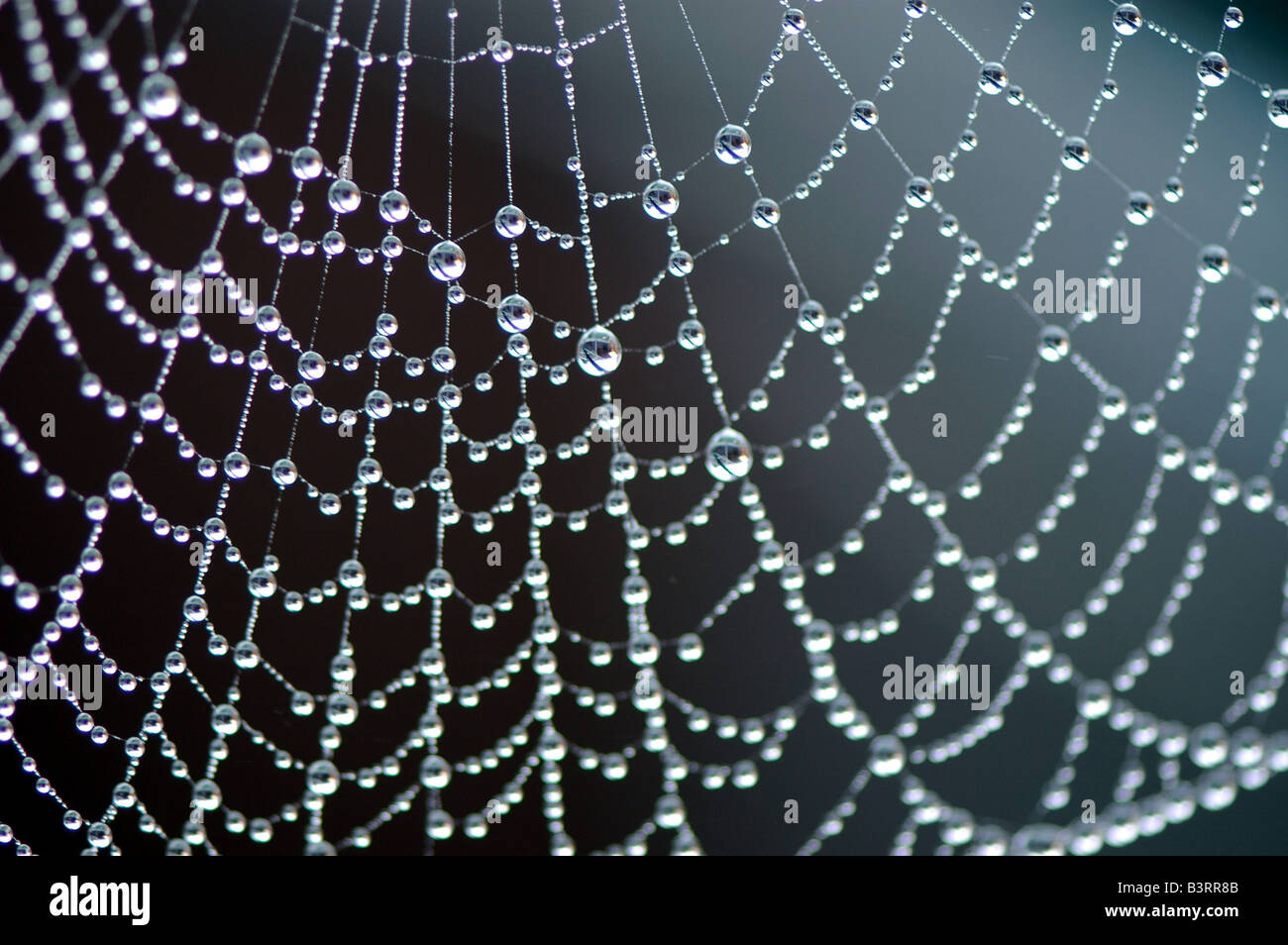 Raindrops on a spider web Stock Photo - Alamy