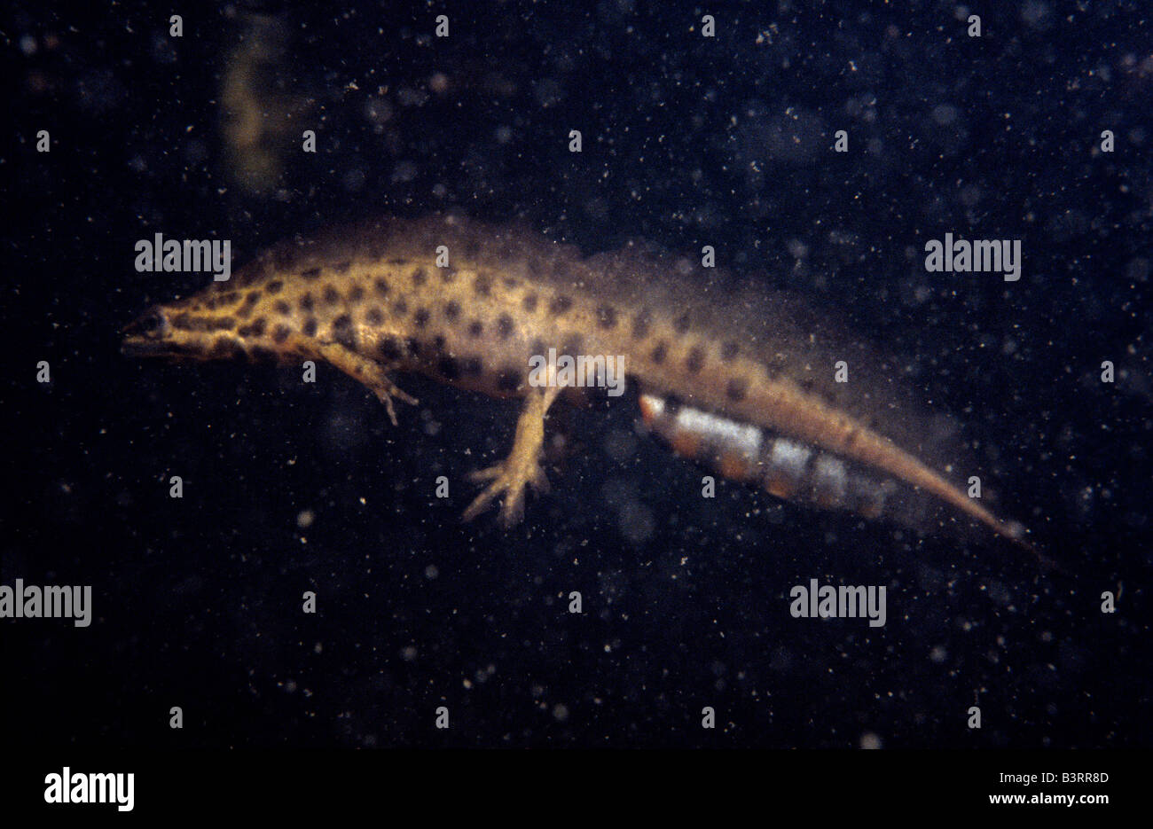 Salamander (Triturus vulgaris) in the wild, Sweden Stock Photo - Alamy