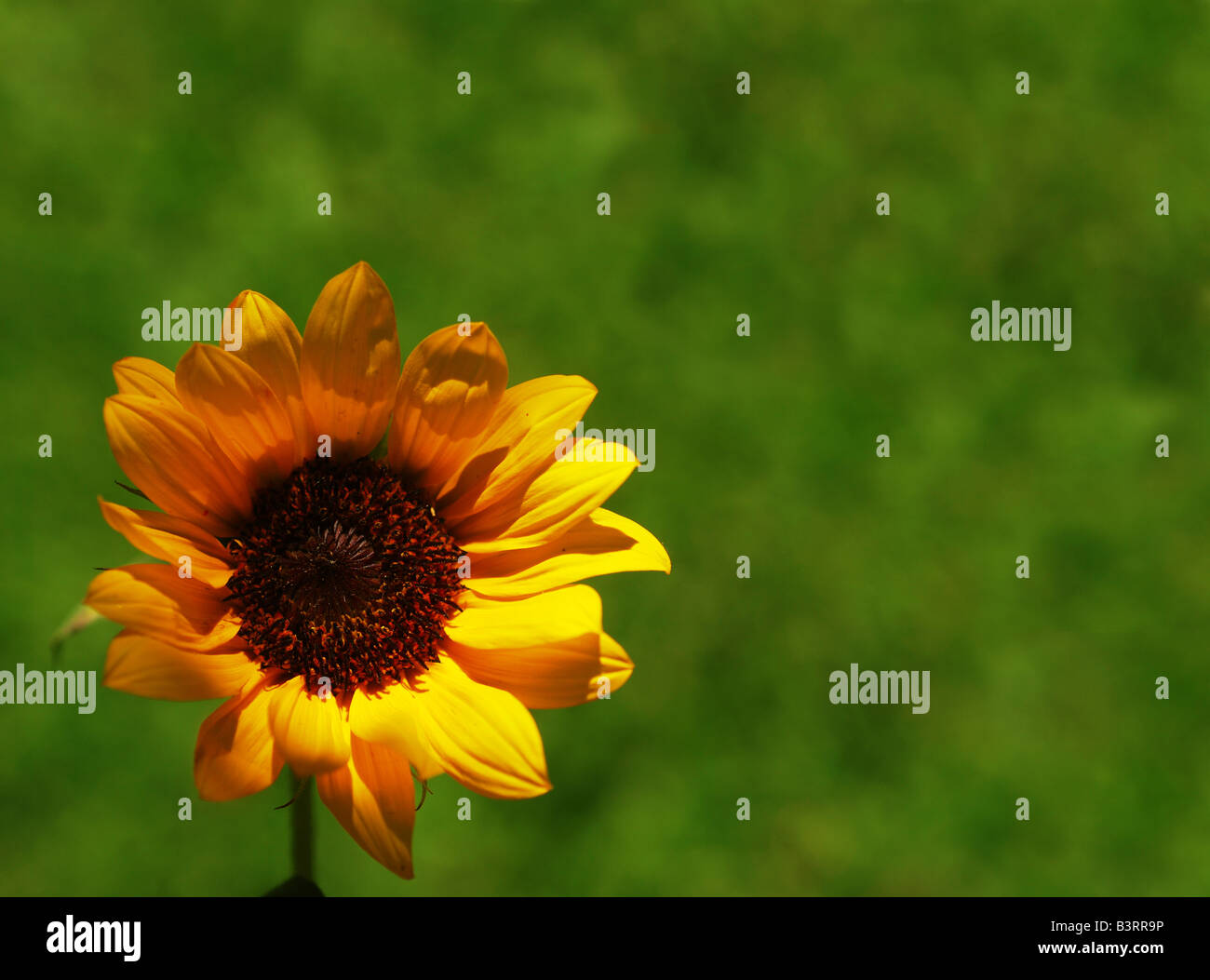 Single miniature sunflower set against a grassy background shallow ...