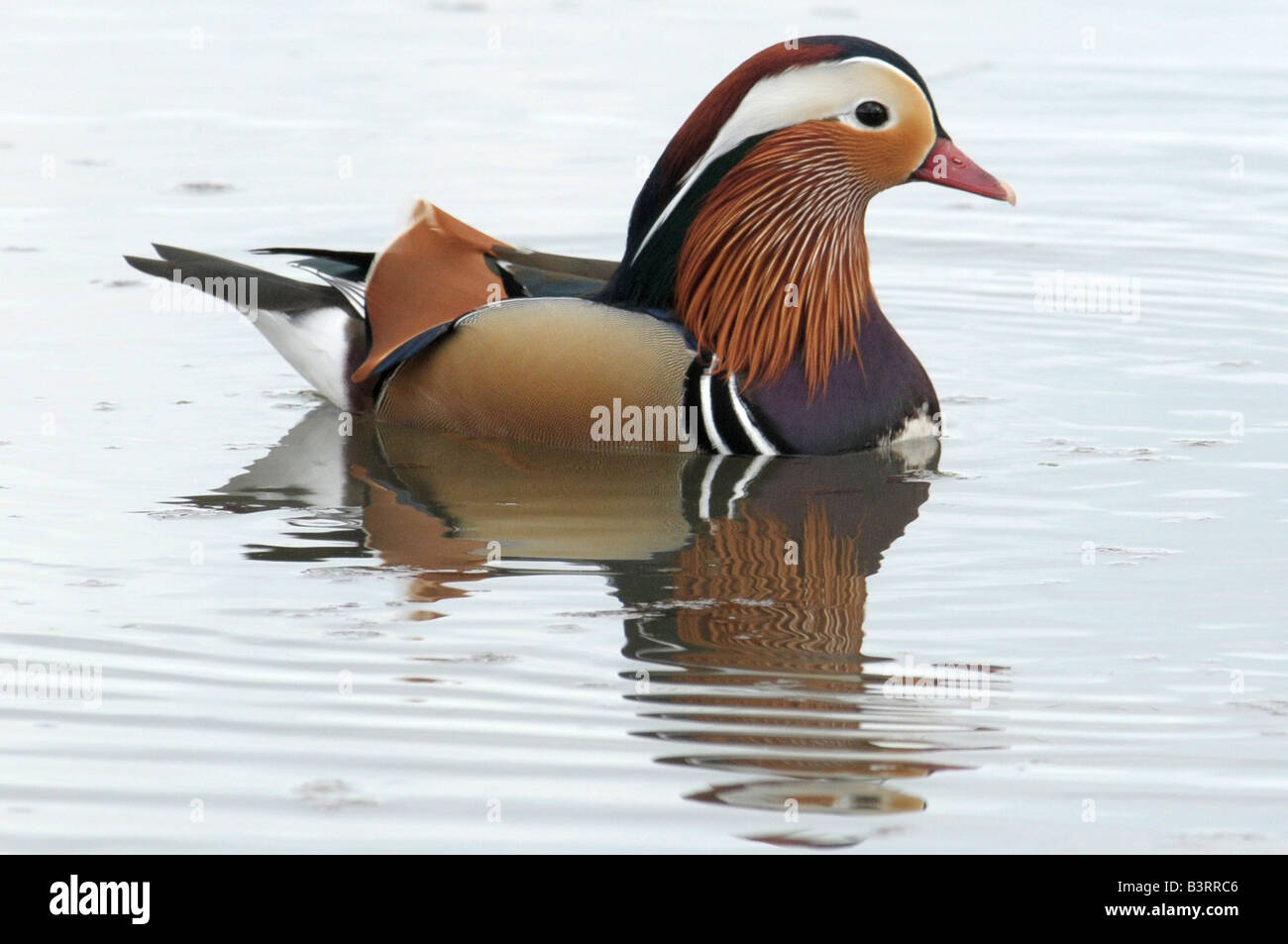 Bird in Richmond Park London England Stock Photo - Alamy