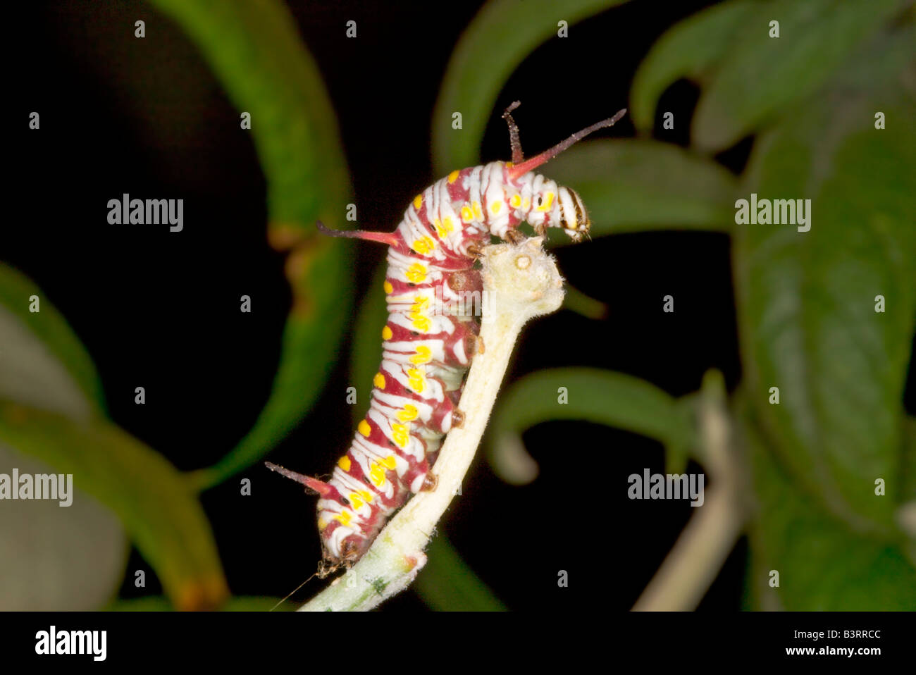 Monarch scales hi-res stock photography and images - Alamy