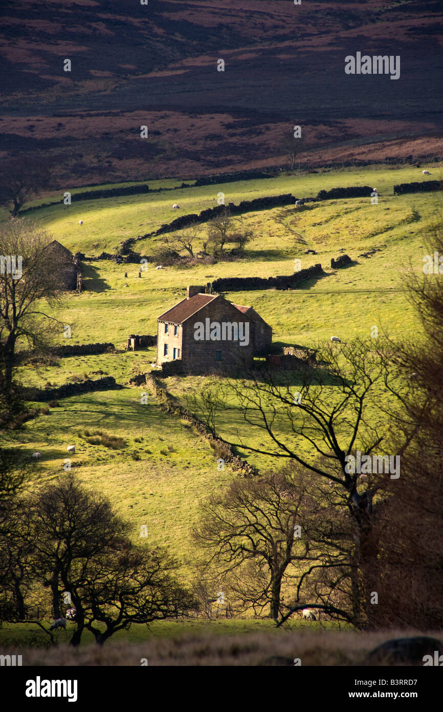 Tree of life stone yorkshire hi-res stock photography and images - Alamy