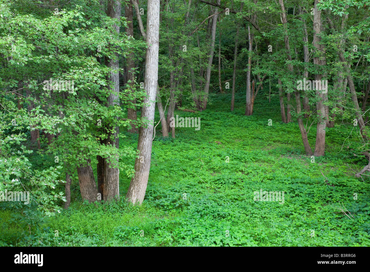 lowland forest along the Yellow River, Effigy Mounds National Monument ...