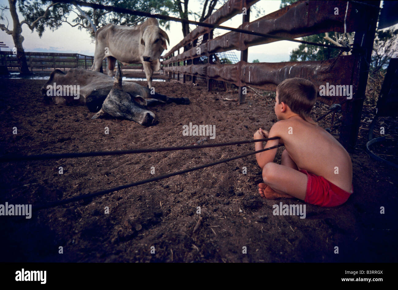 Boy with dying cow, Australia Stock Photo - Alamy