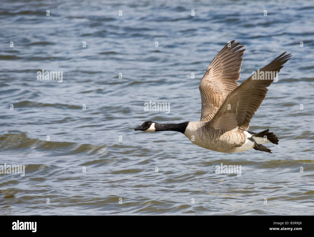 Goose flying over water Stock Photo - Alamy