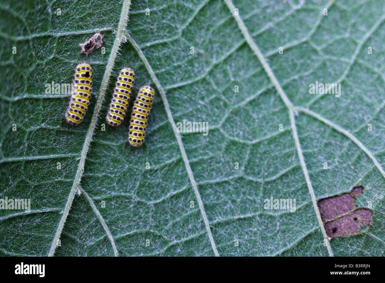 The Grapeleaf Skeletonizer (Harrisina americana) does massive damage to ...