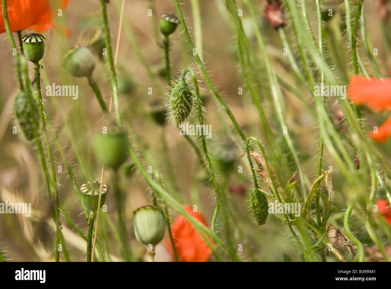Poppy seed cases hi-res stock photography and images - Alamy